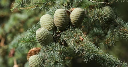 Cedr – Král stromů s vůní síly, dřeva a moudrosti Kratomuj.cz